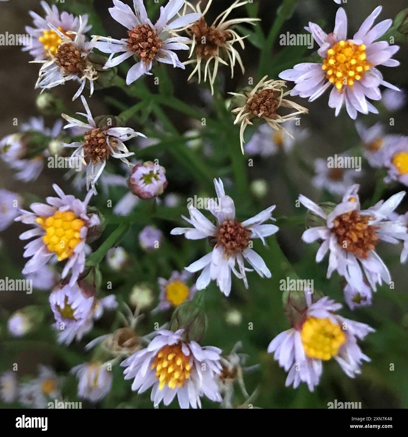Sea Aster (Tripolium pannonicum) Plantae Stock Photo - Alamy