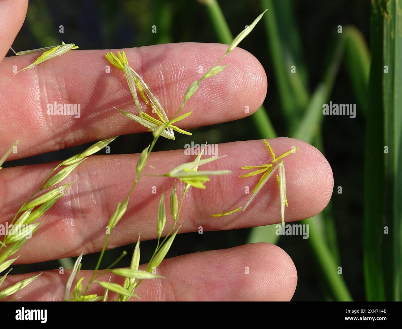 annual wild rice (Zizania aquatica) Plantae Stock Photo - Alamy