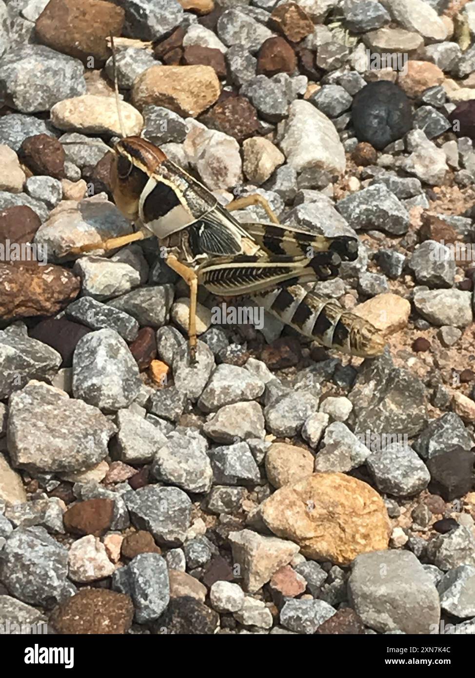 Boopedon hi-res stock photography and images - Alamy