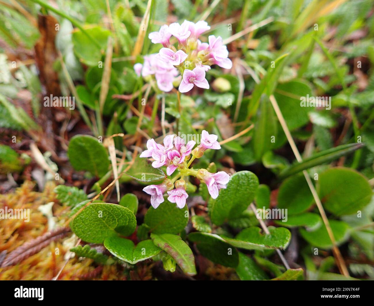 Purple Bitter-cress (Cardamine purpurea) Plantae Stock Photo - Alamy