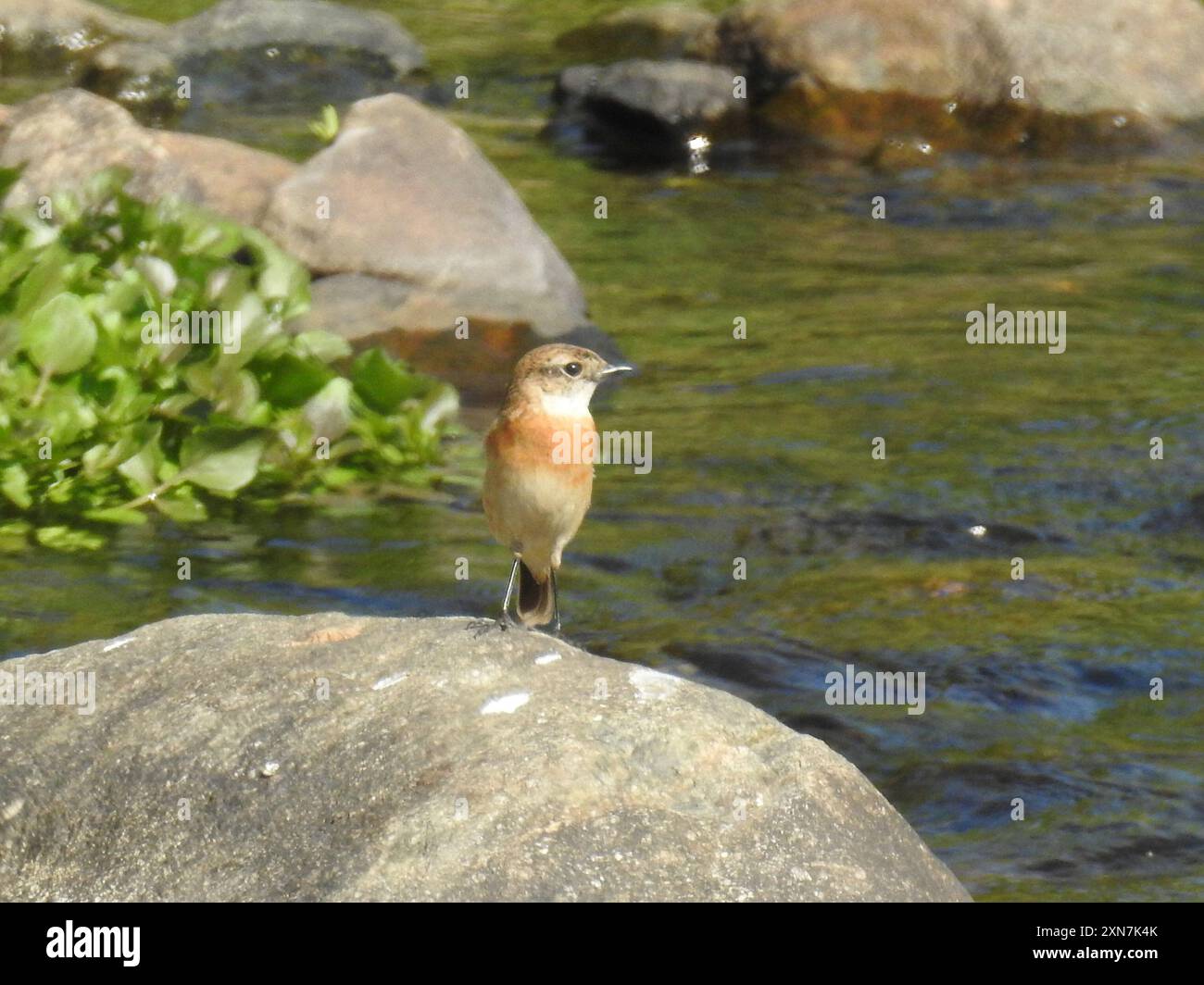 Amur stonechat hi-res stock photography and images - Alamy