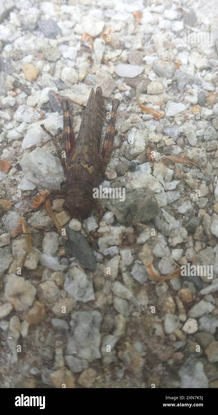 Pine tree Spur-throat Grasshopper (Melanoplus punctulatus) Insecta ...
