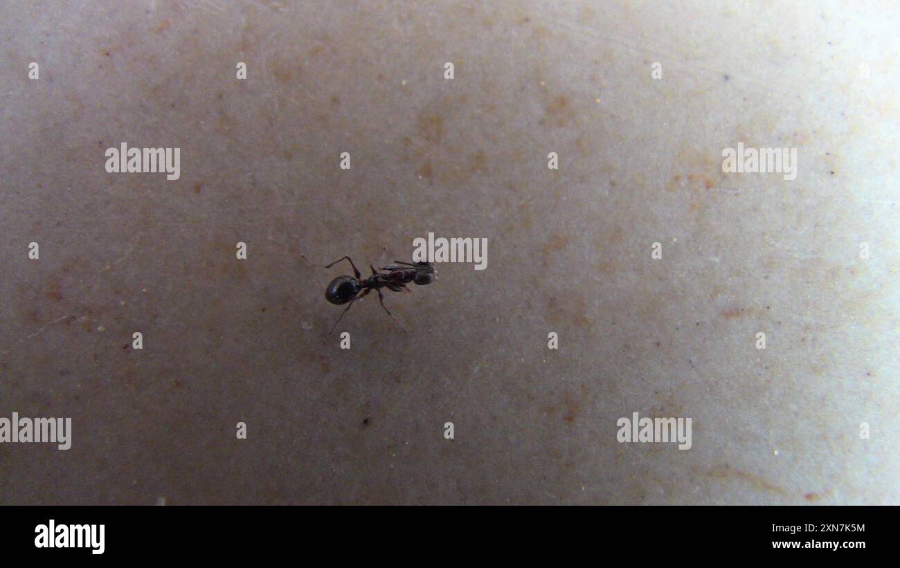 Pincer Wasps (Dryinidae) Insecta Stock Photo - Alamy