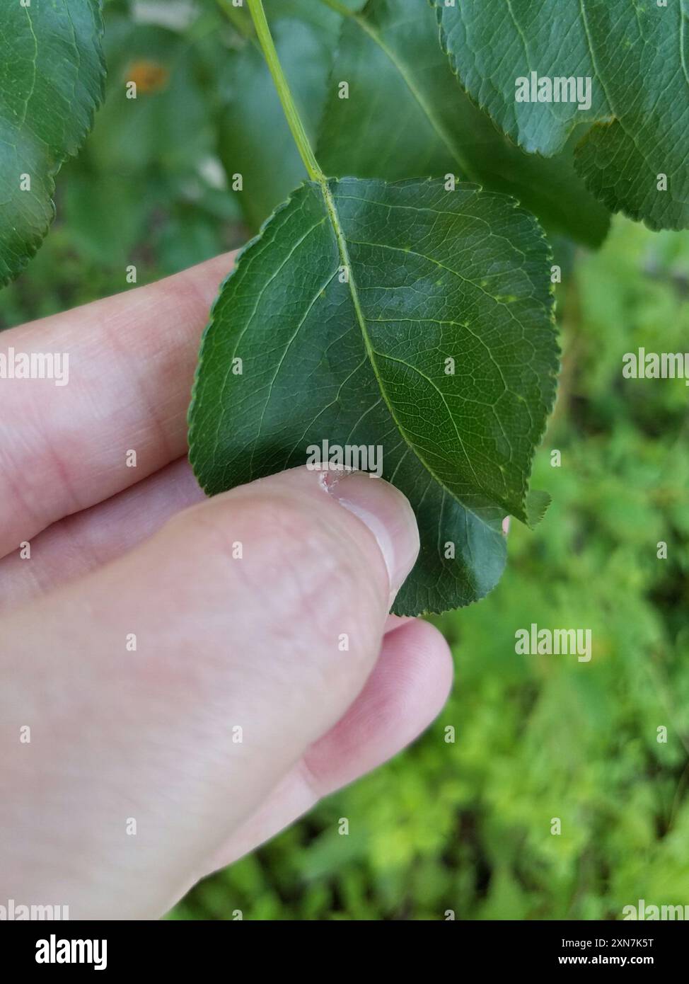 Callery pear (Pyrus calleryana) Plantae Stock Photo - Alamy