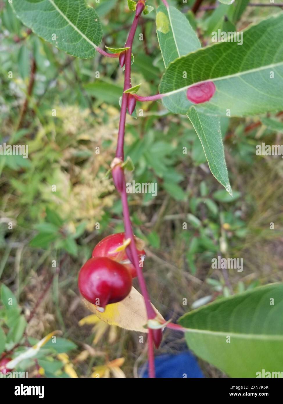 Willow Apple Gall Sawfly (Euura californica) Insecta Stock Photo - Alamy