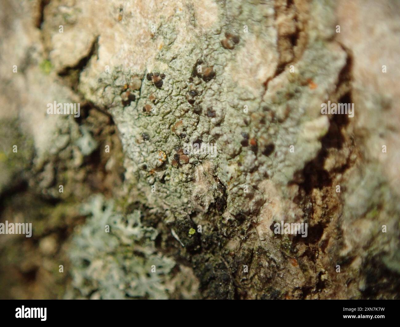 Variable Brown Dotlets (Lecidea varians) Fungi Stock Photo - Alamy
