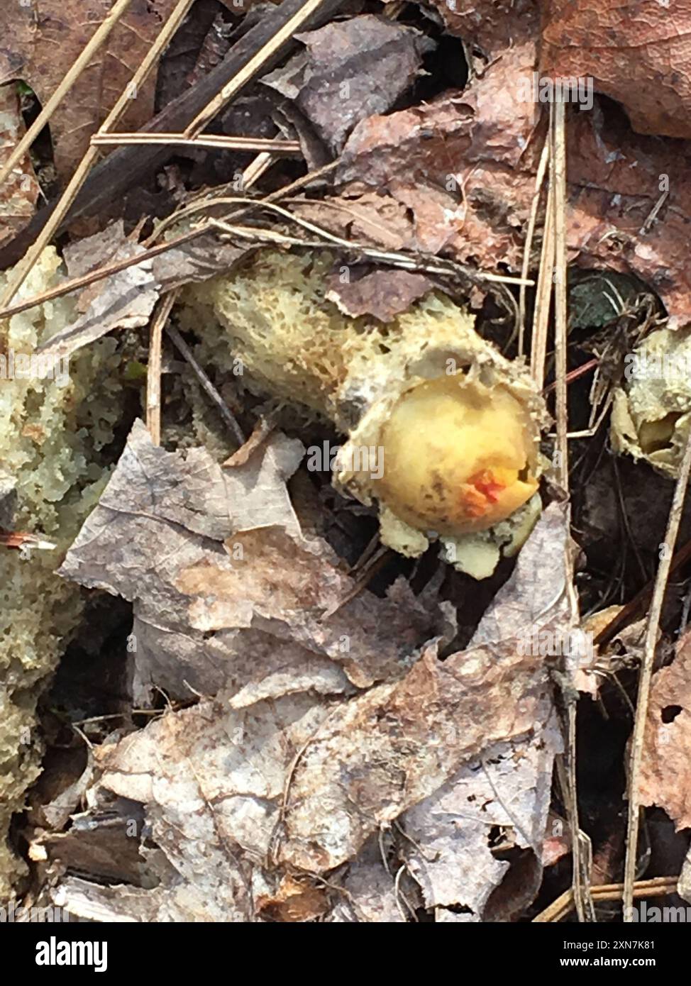 Calostoma hi-res stock photography and images - Alamy