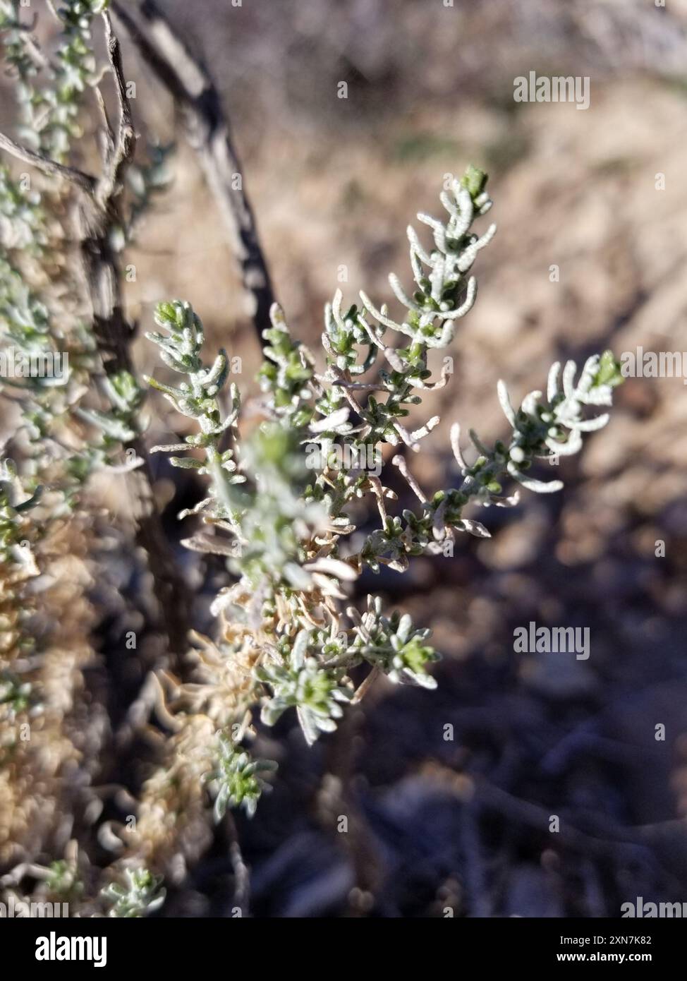 Burrobush (Ambrosia dumosa) Plantae Stock Photo - Alamy