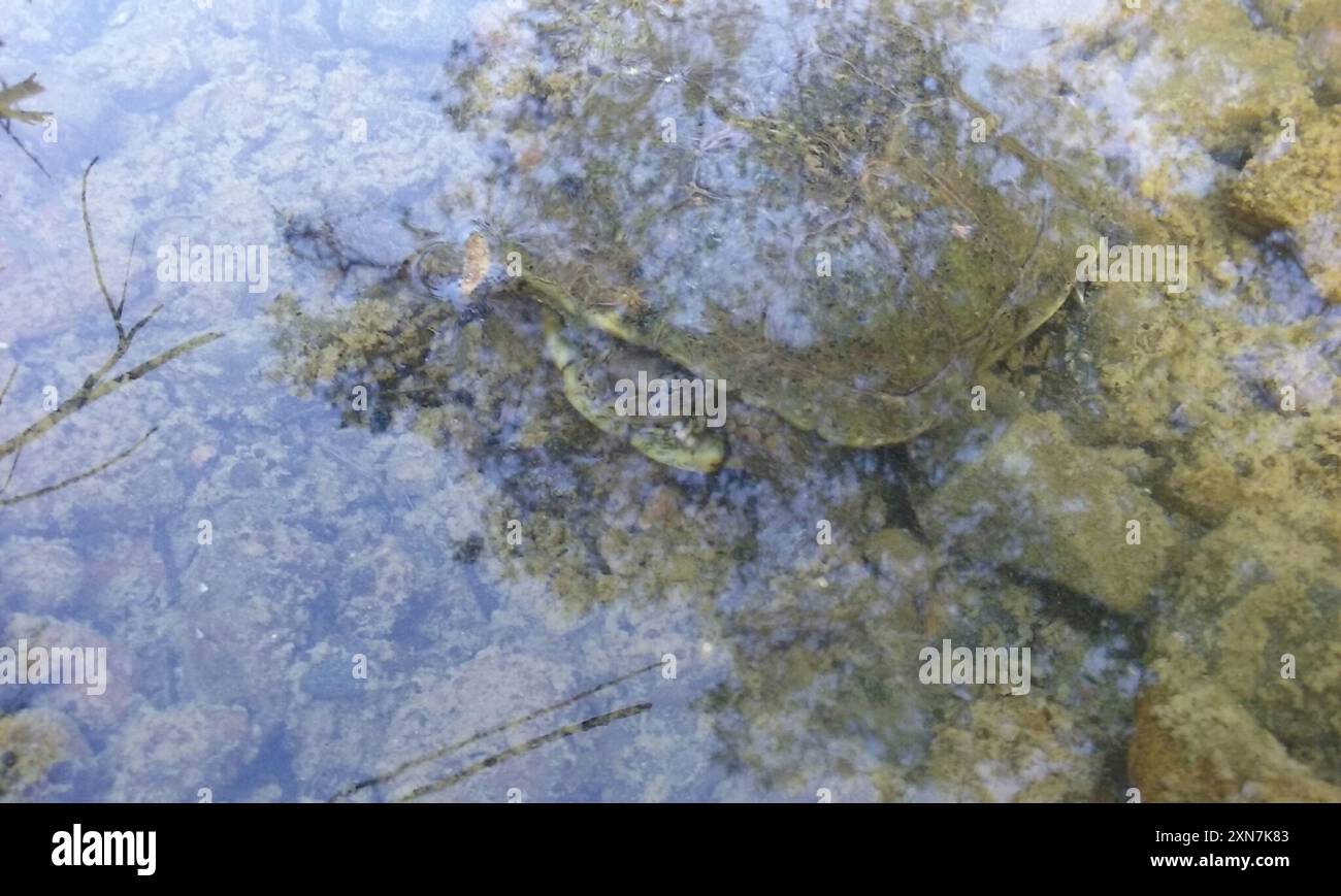Western Pond Turtle (Actinemys marmorata) Reptilia Stock Photo - Alamy