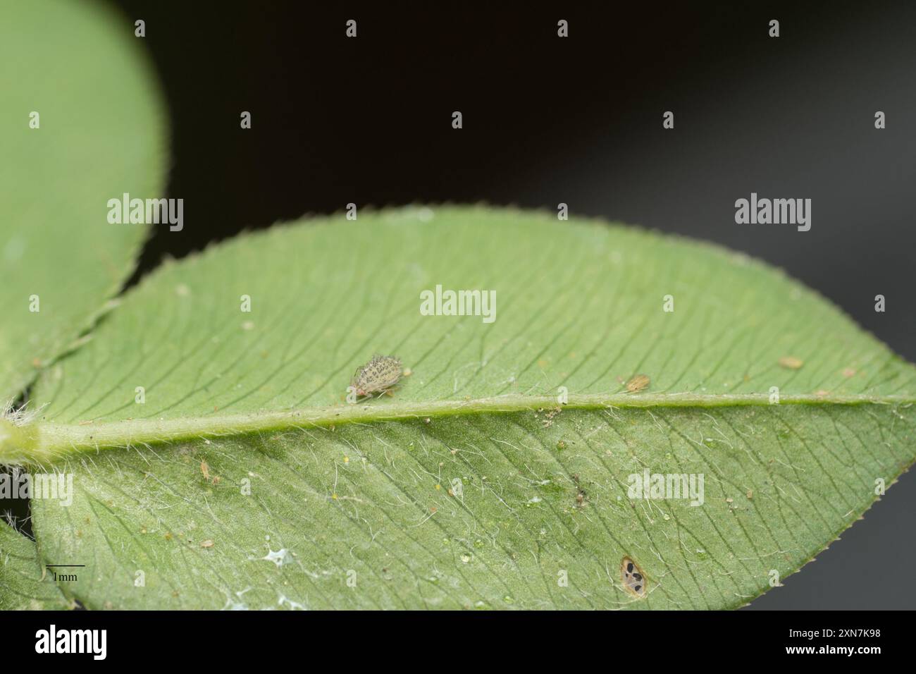 Spotted Alfalfa Aphid (Therioaphis trifolii) Insecta Stock Photo - Alamy