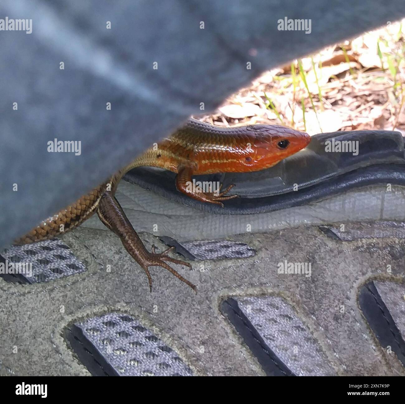 Southeastern Five-lined Skink (Plestiodon inexpectatus) Reptilia Stock ...