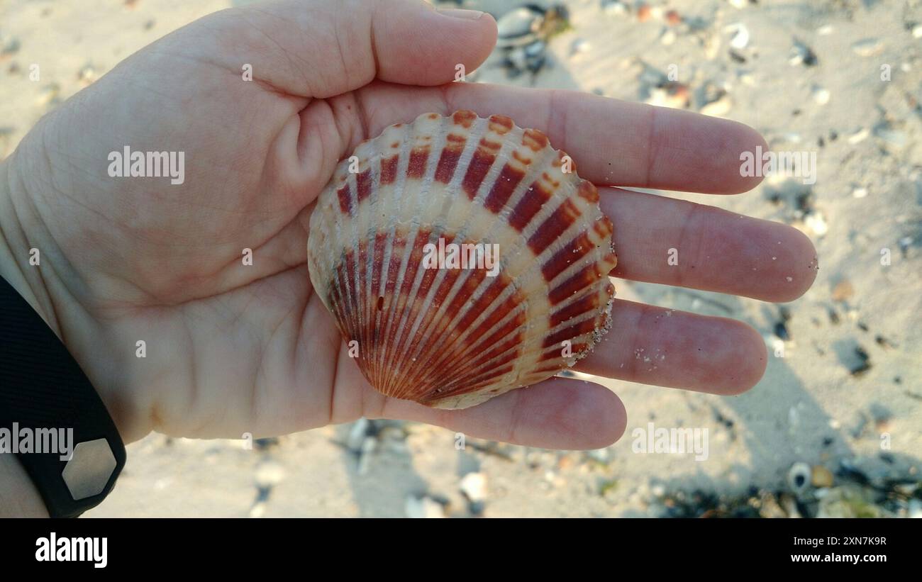 Atlantic Bay Scallop (Argopecten irradians) Mollusca Stock Photo - Alamy
