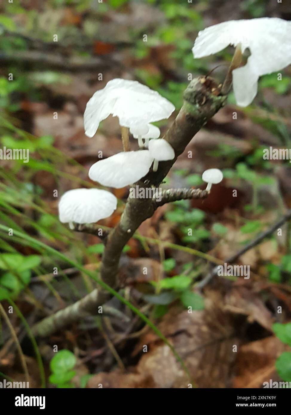 Fairy Parachutes (Marasmiellus candidus) Fungi Stock Photo - Alamy