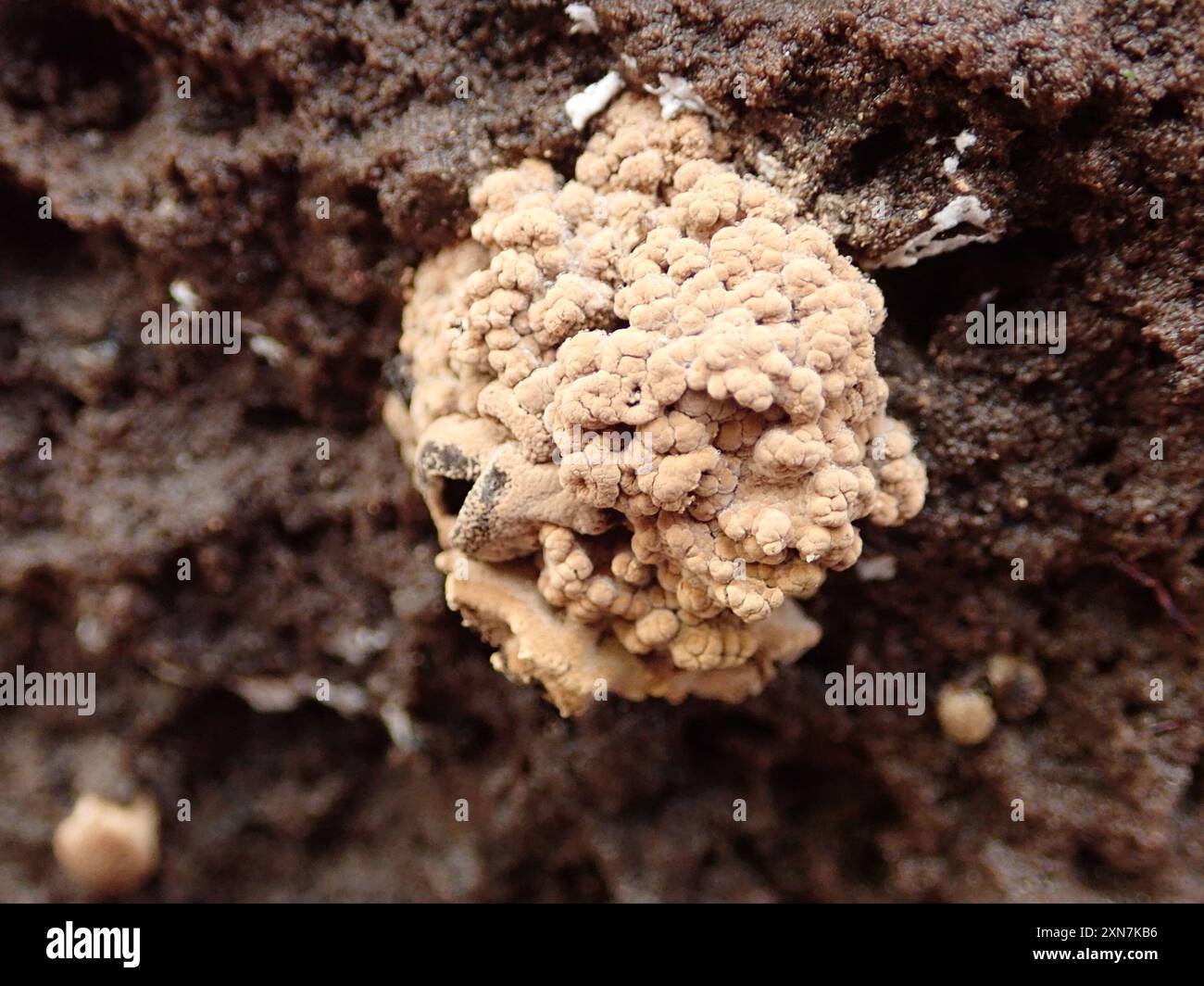slime molds (Mycetozoa) Protozoa Stock Photo - Alamy