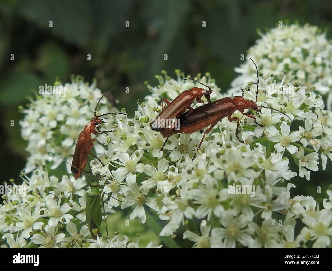Common Red Soldier Beetle (Rhagonycha fulva) Insecta Stock Photo - Alamy