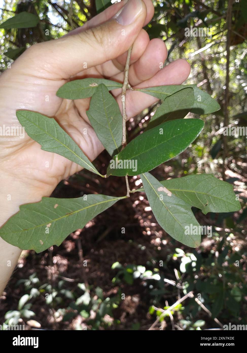 swamp laurel oak (Quercus laurifolia) Plantae Stock Photo - Alamy