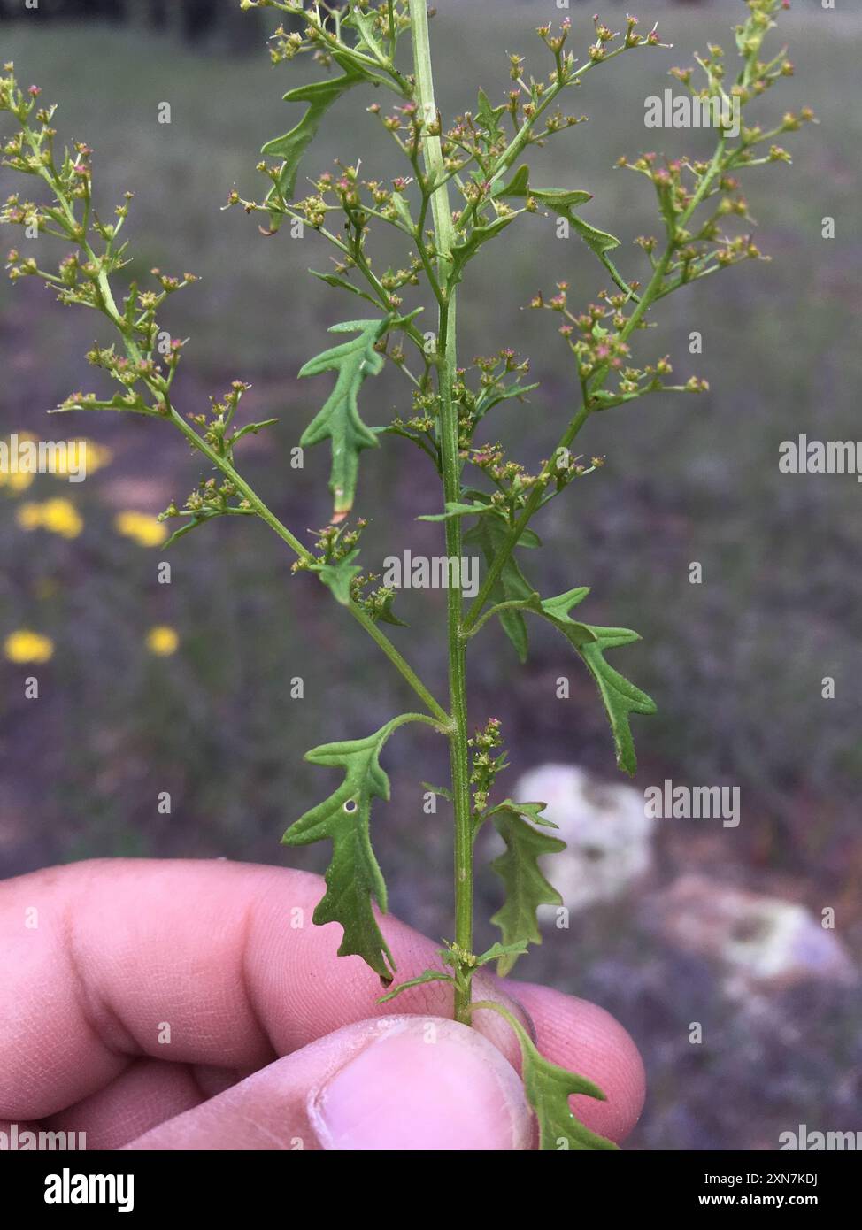 fetid goosefoot (Dysphania graveolens) Plantae Stock Photo - Alamy