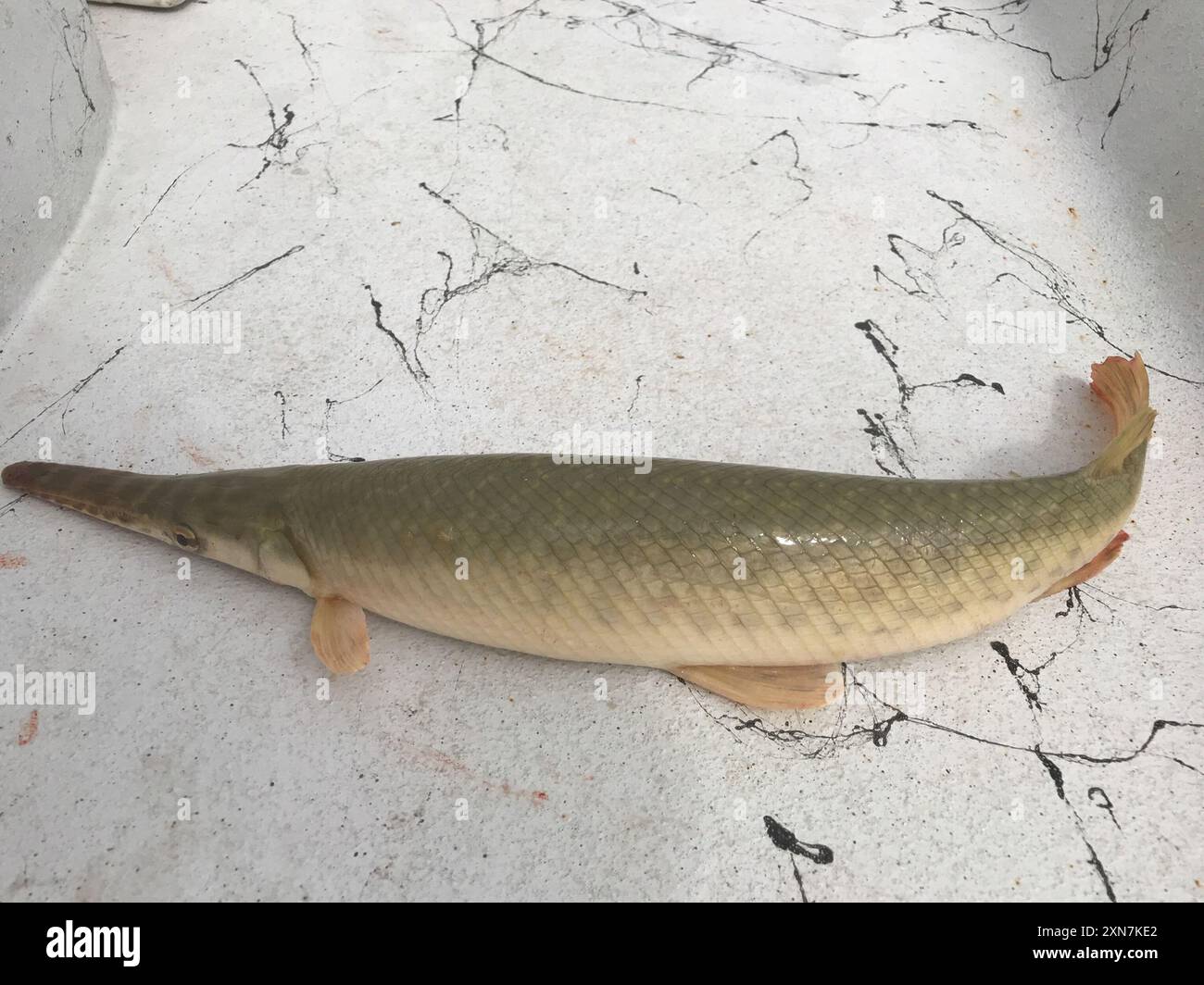 Spotted Gar (Lepisosteus oculatus) Actinopterygii Stock Photo - Alamy