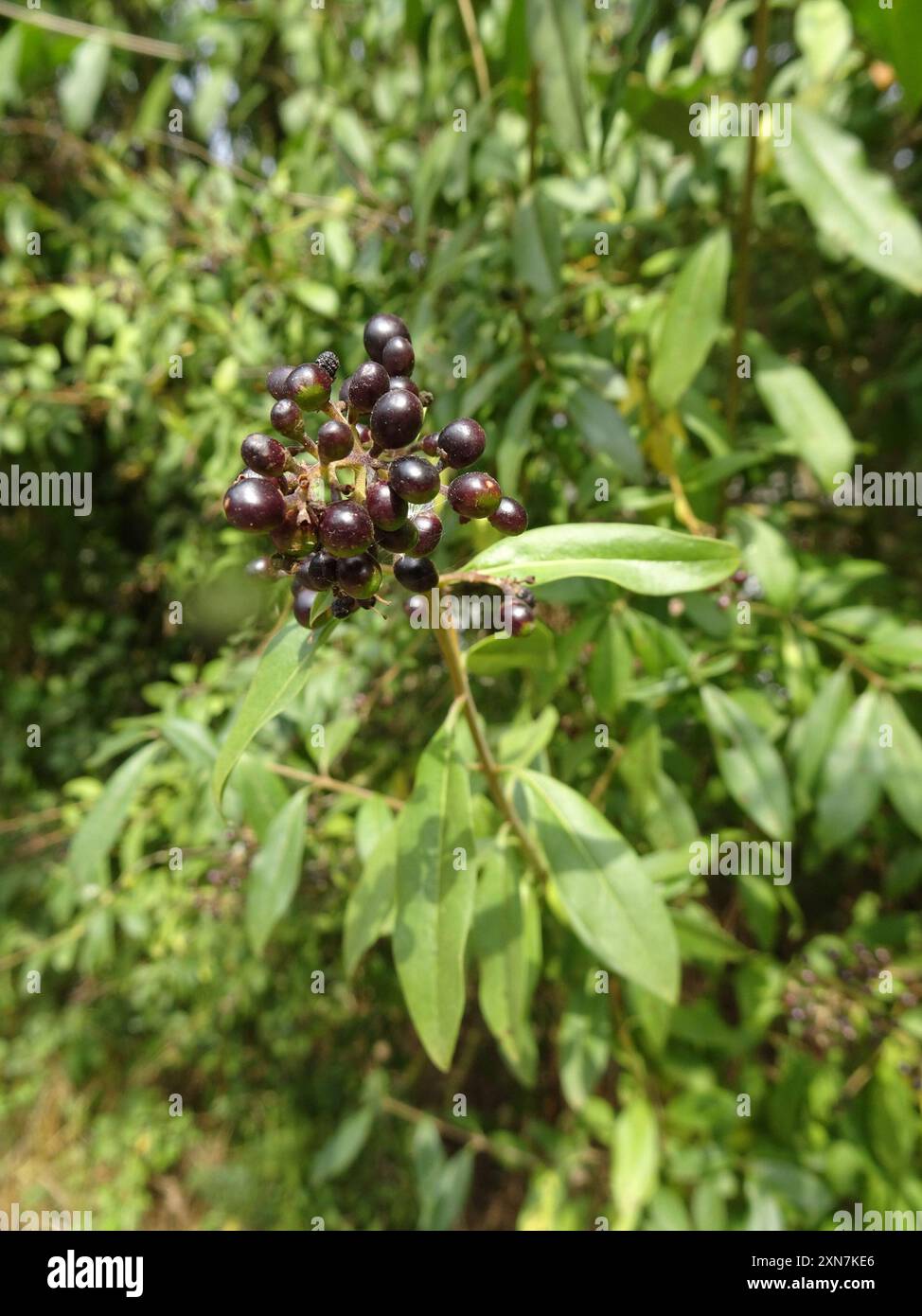 Common Privet (Ligustrum vulgare) Plantae Stock Photo - Alamy