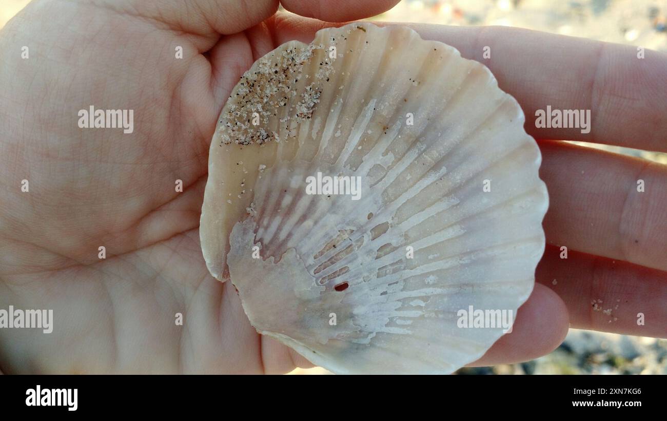 Atlantic Bay Scallop (Argopecten irradians) Mollusca Stock Photo - Alamy
