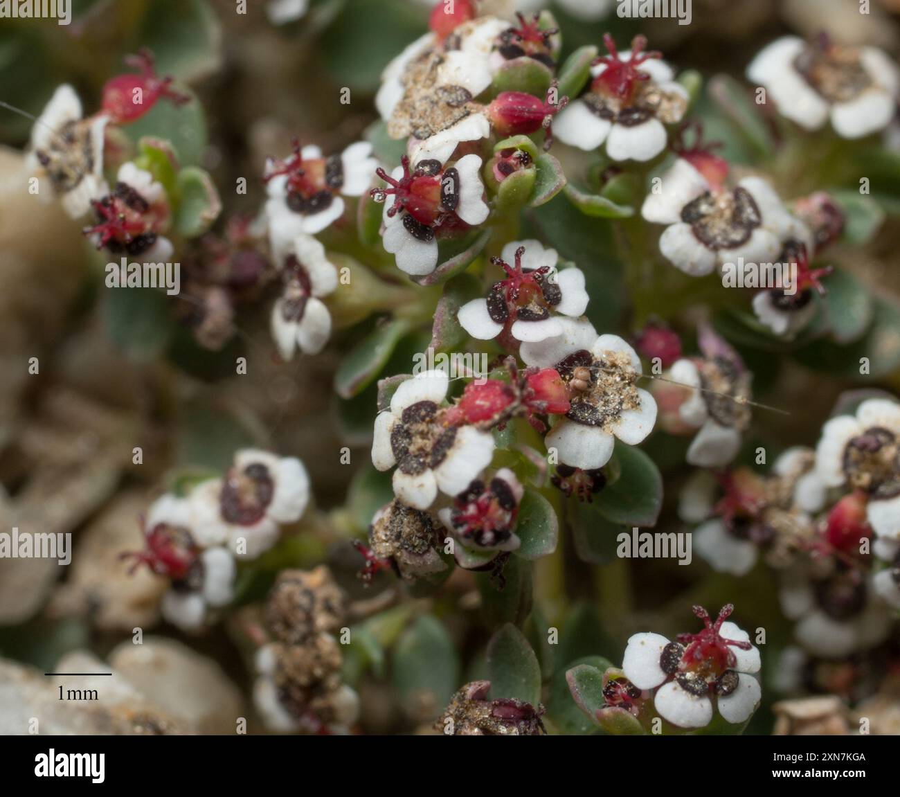 (Euphorbia polycarpa polycarpa) Plantae Stock Photo - Alamy
