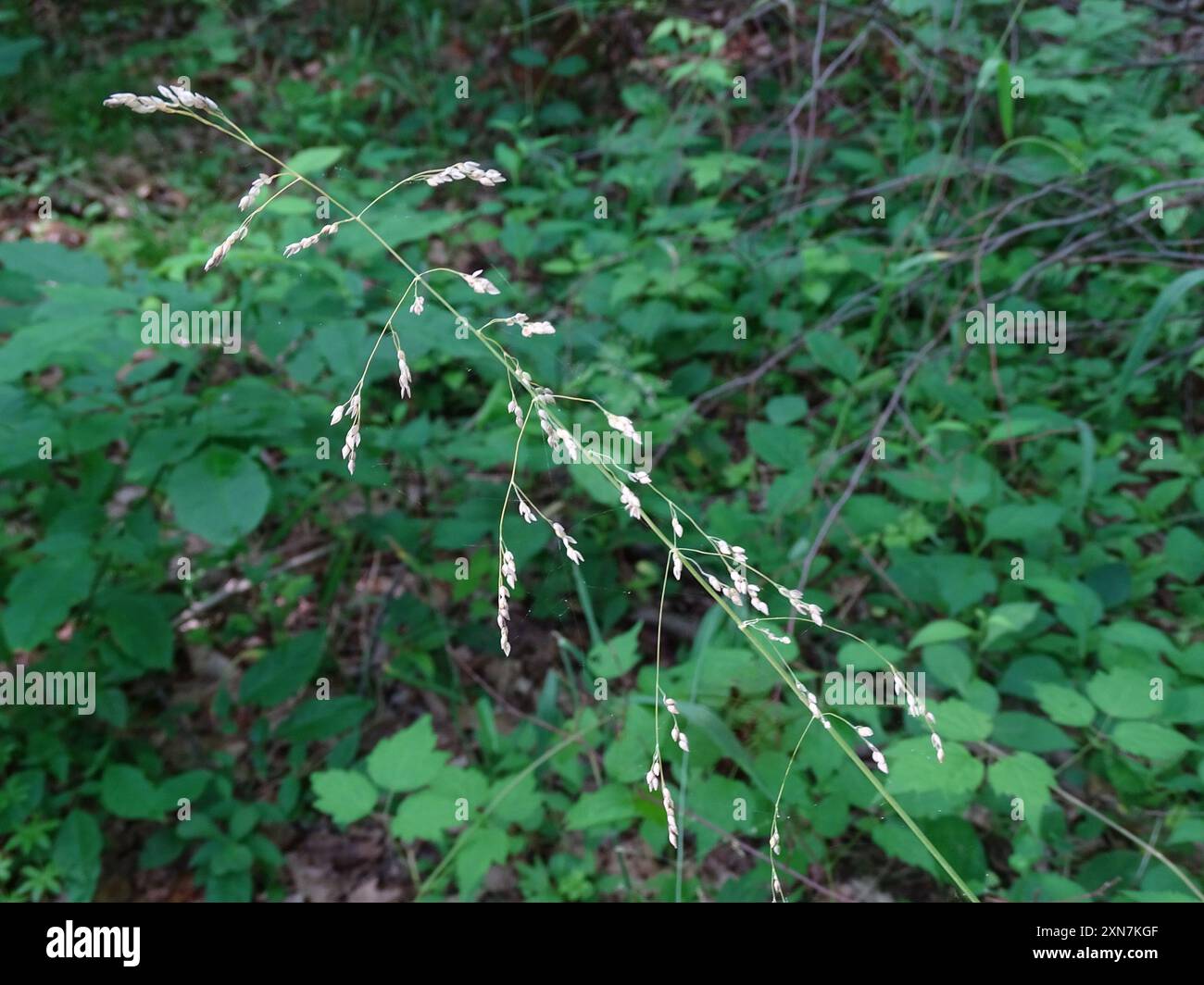 Wood Millet (Milium effusum) Plantae Stock Photo - Alamy