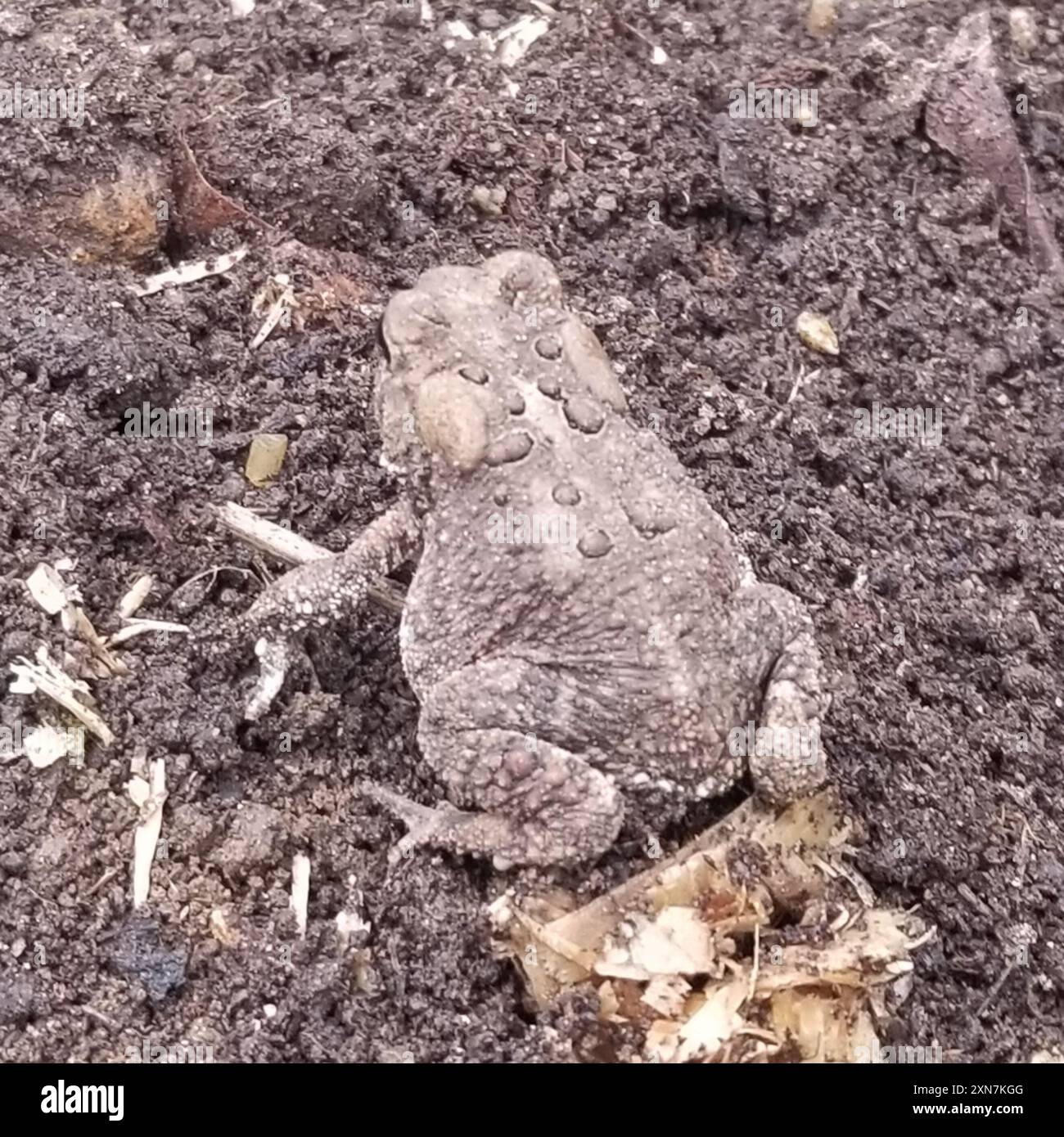 American Toad (Anaxyrus americanus) Amphibia Stock Photo - Alamy