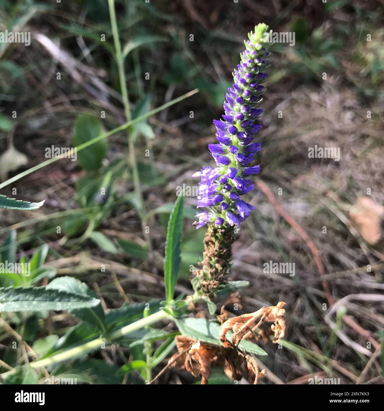Spiked Speedwell (Veronica spicata) Plantae Stock Photo - Alamy
