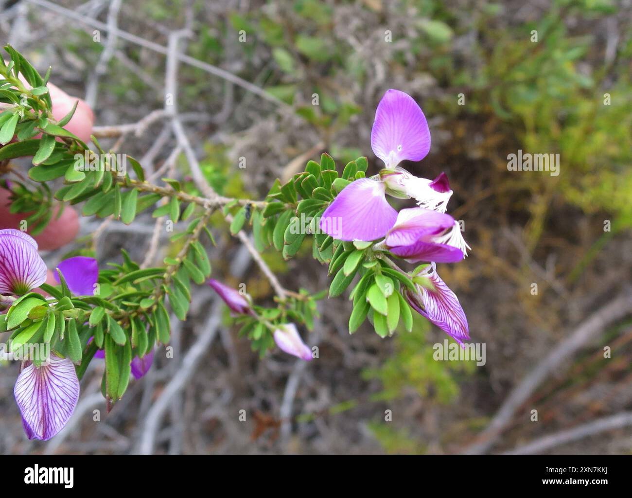 Septemberbush (Polygala myrtifolia myrtifolia) Plantae Stock Photo - Alamy