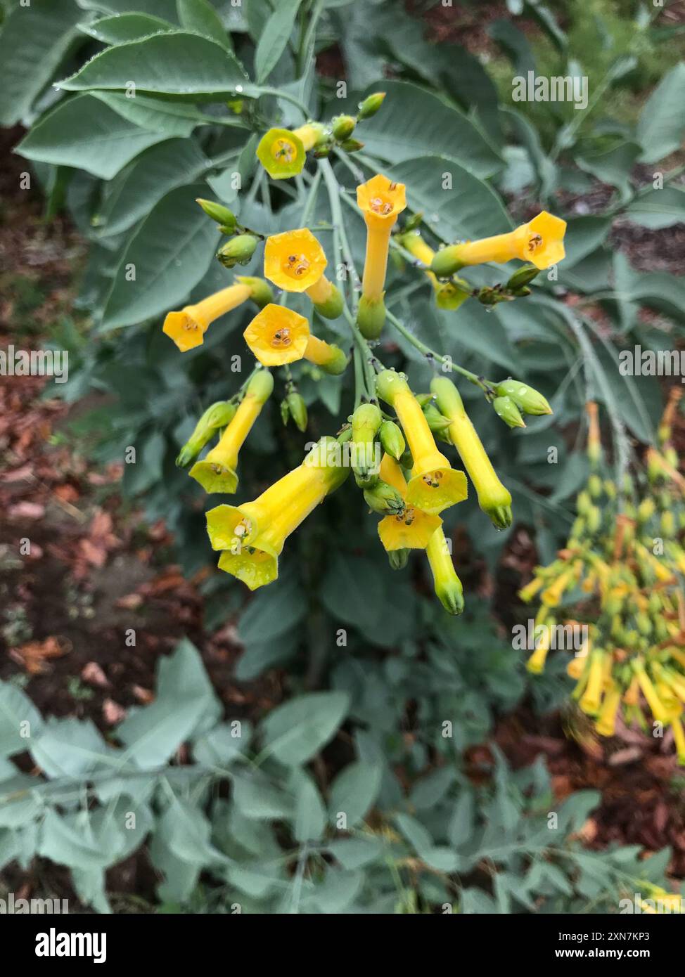tree tobacco (Nicotiana glauca) Plantae Stock Photo - Alamy