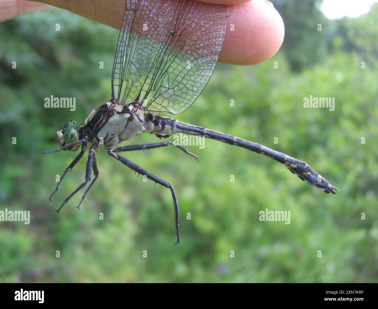 Black-shouldered Spinyleg (Dromogomphus spinosus) Insecta Stock Photo ...