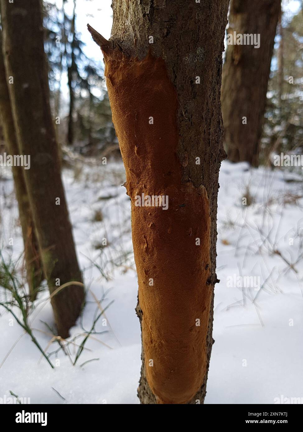 Elbowpatch Crust (Fomitiporia punctata) Fungi Stock Photo - Alamy