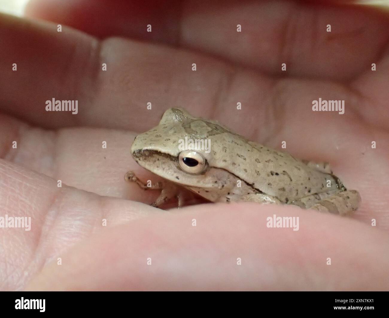 Spot-legged Tree Frog (Polypedates megacephalus) Amphibia Stock Photo ...