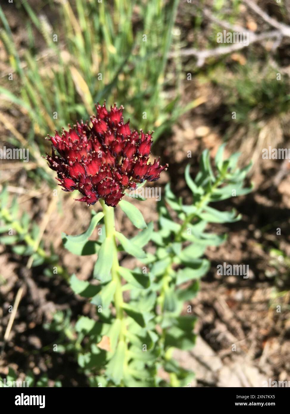 western roseroot (Rhodiola integrifolia) Plantae Stock Photo - Alamy