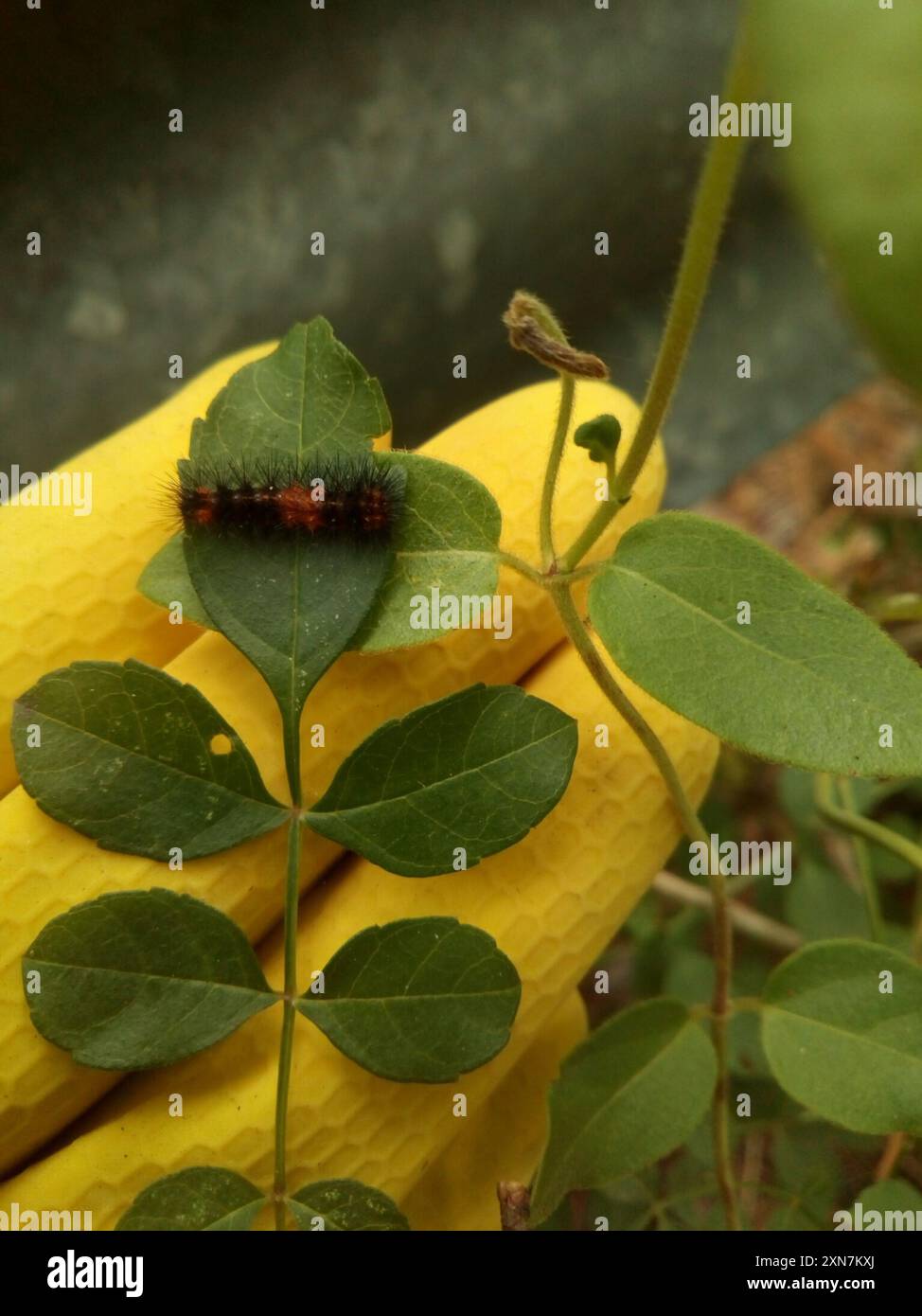 Giant Leopard Moth (Hypercompe scribonia) Insecta Stock Photo - Alamy