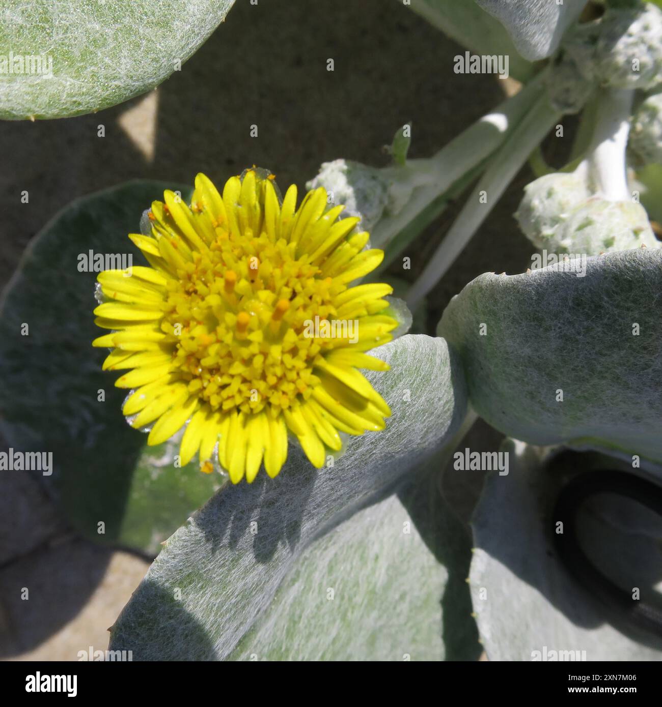 Cape Beach Daisy (Arctotheca populifolia) Plantae Stock Photo - Alamy