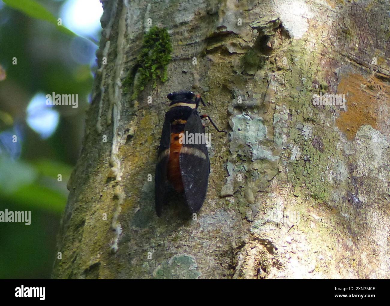 (Tosena fasciata) Insecta Stock Photo - Alamy