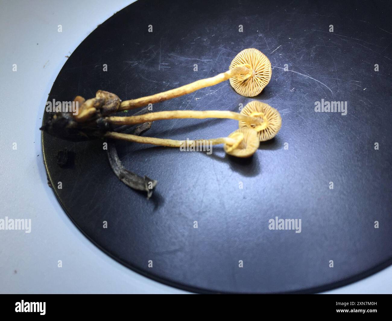 Pholiotina rugosa hi-res stock photography and images - Alamy