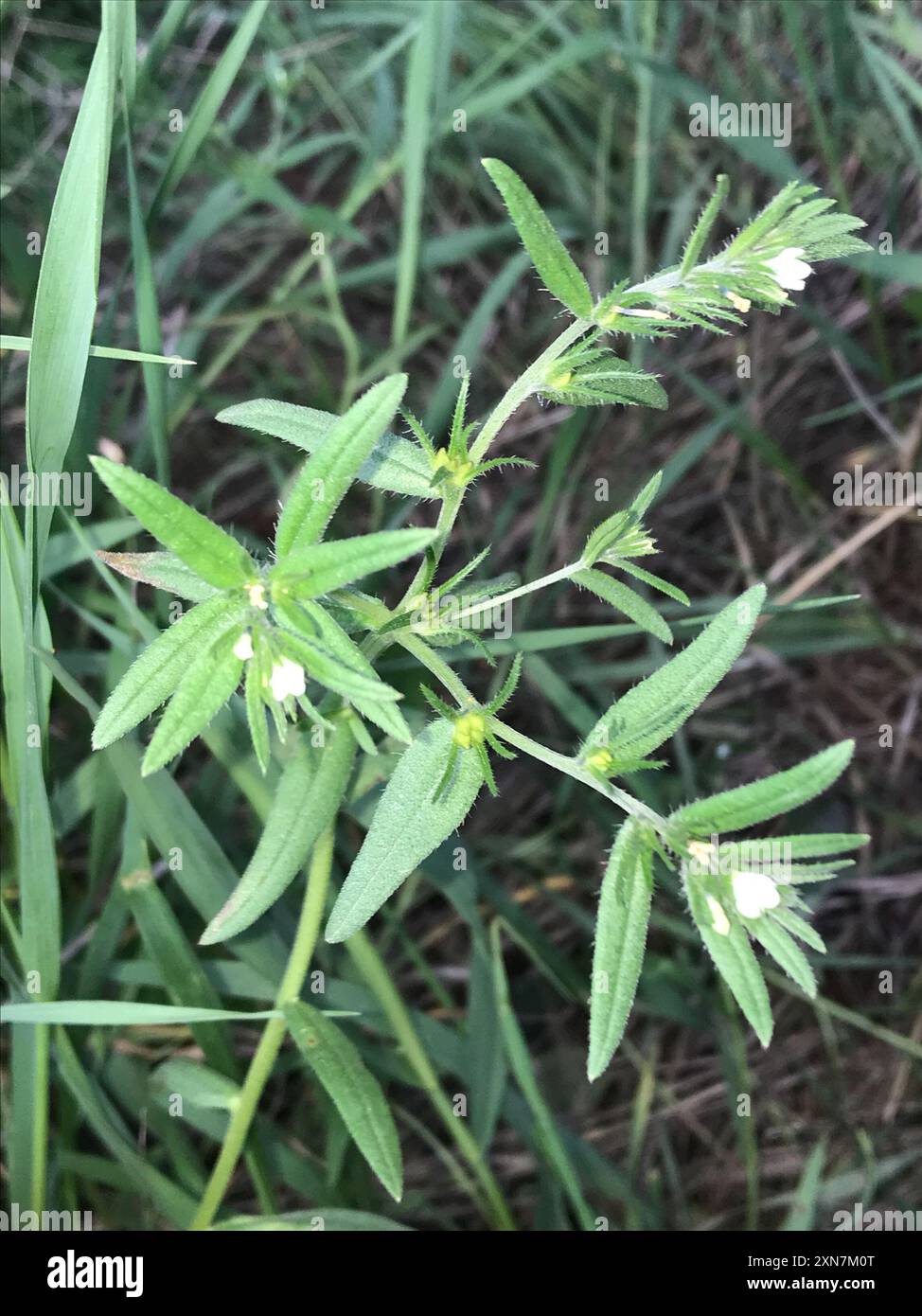 corn gromwell (Buglossoides arvensis) Plantae Stock Photo - Alamy