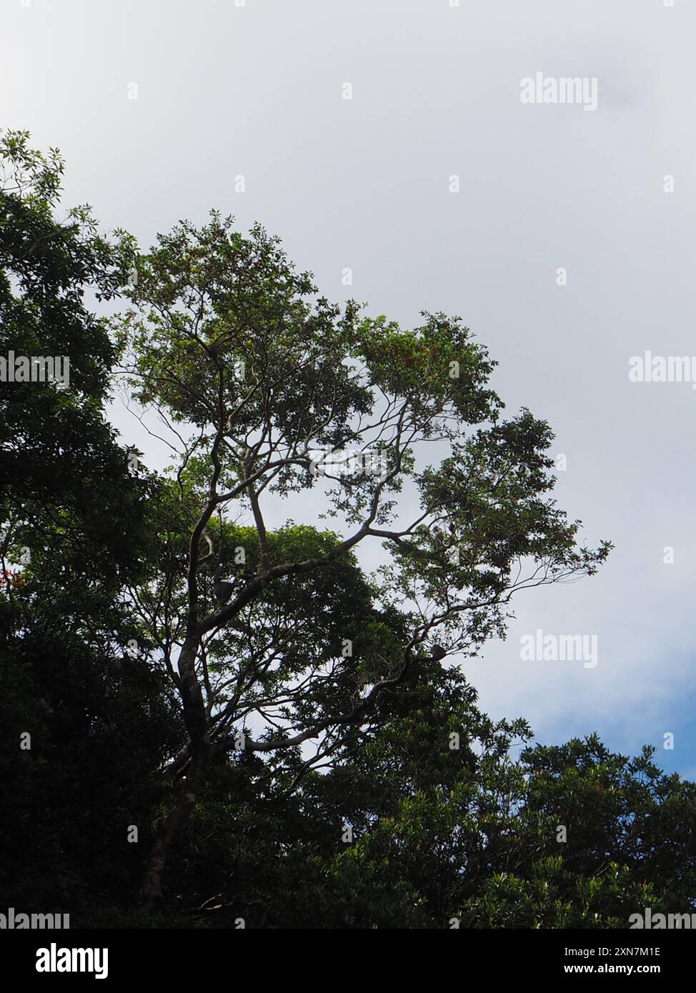 Kurogane holly (Ilex rotunda) Plantae Stock Photo - Alamy