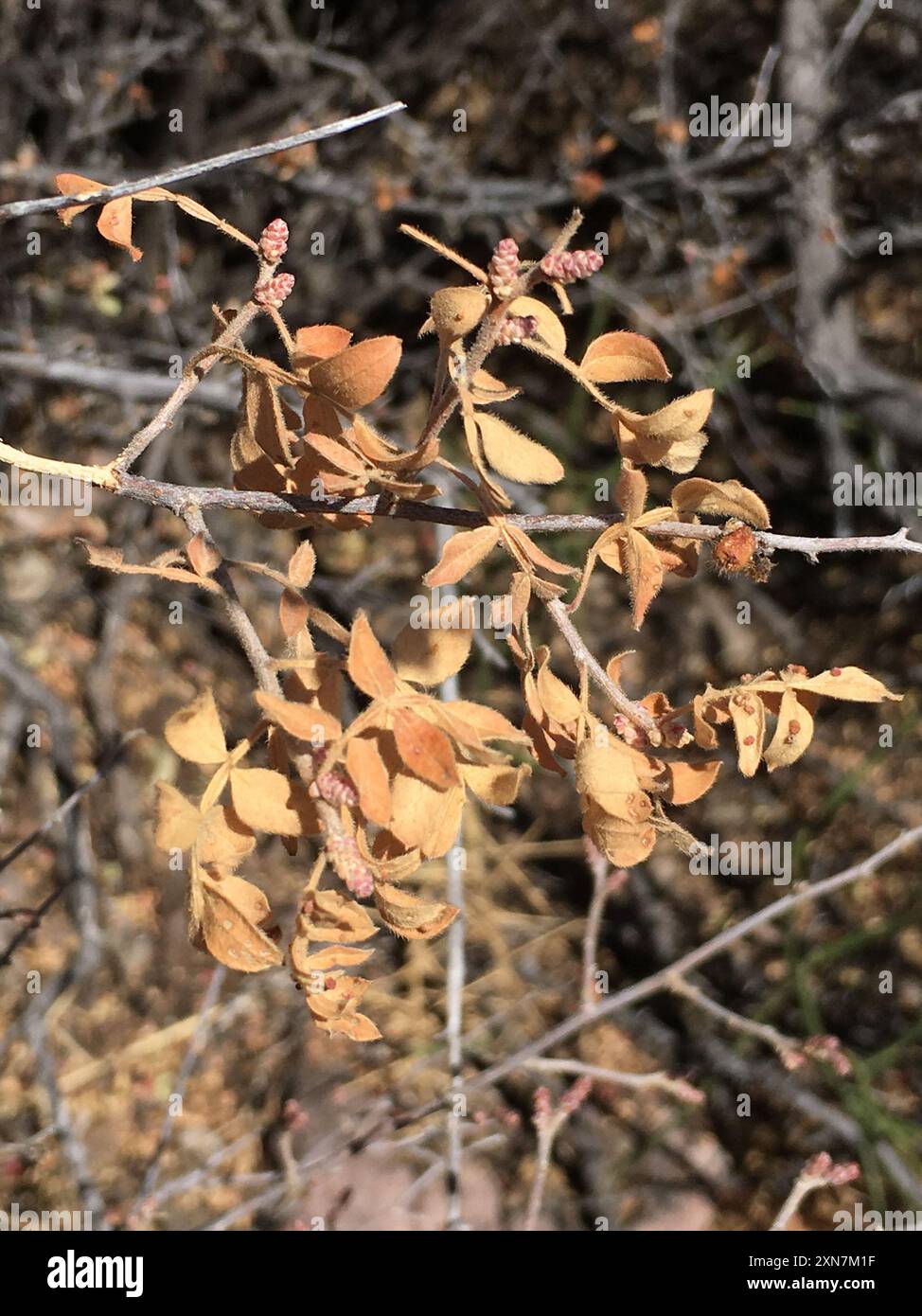 little leaf sumac (Rhus microphylla) Plantae Stock Photo - Alamy