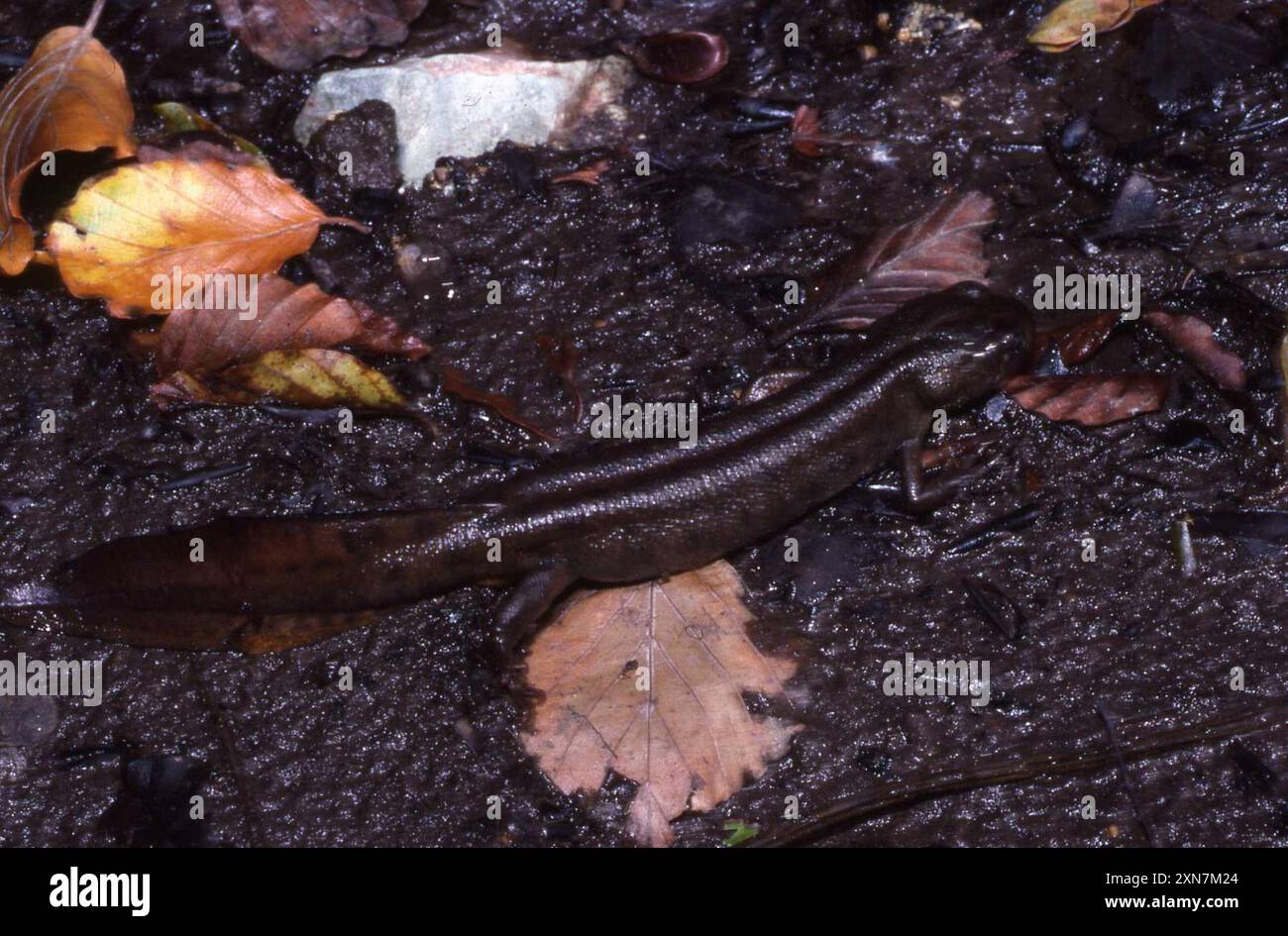 Italian Crested Newt (Triturus carnifex) Amphibia Stock Photo - Alamy