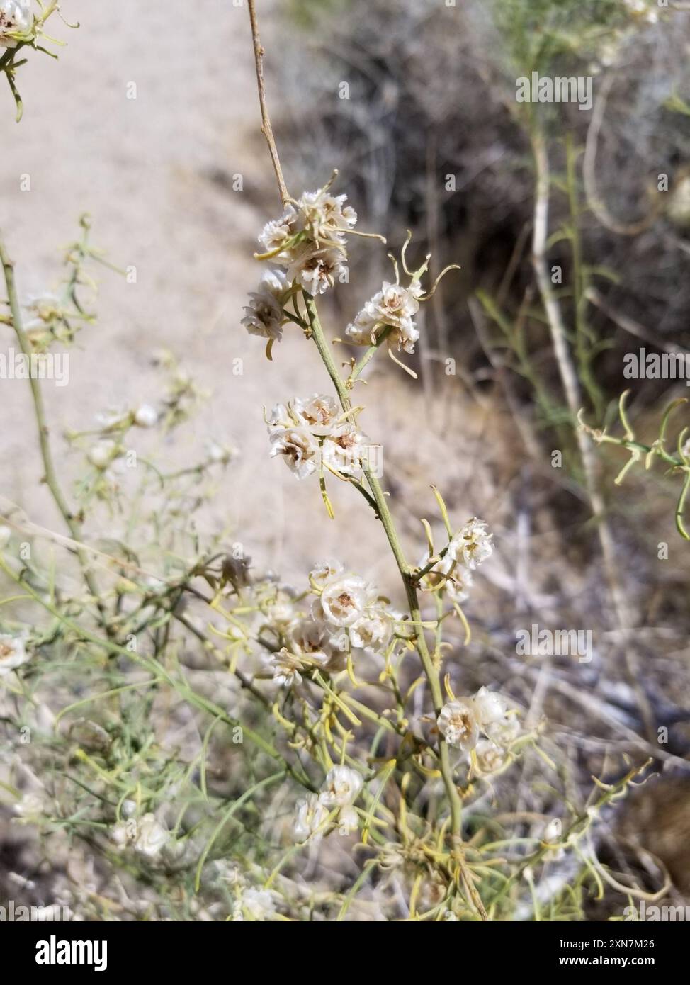 Cheesebush (Ambrosia salsola) Plantae Stock Photo - Alamy