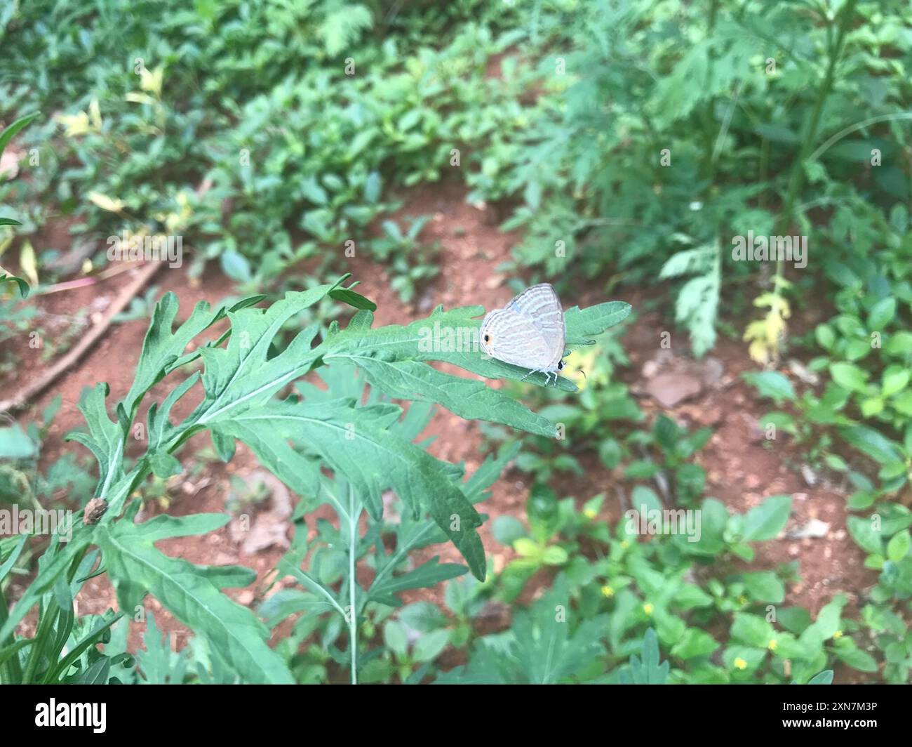 Common Cerulean (Jamides celeno) Insecta Stock Photo - Alamy