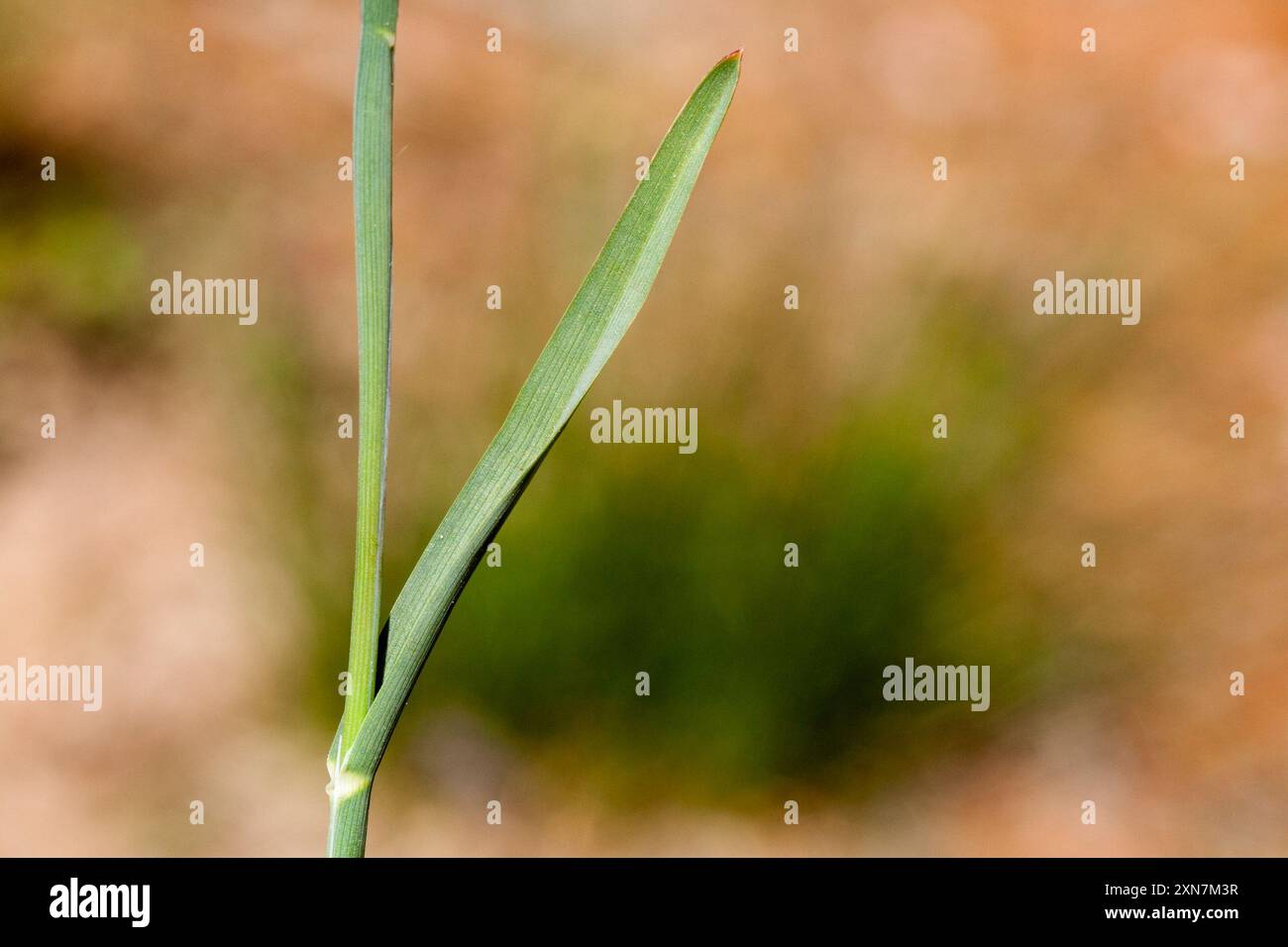 Alpine Bluegrass (Poa alpina) Plantae Stock Photo - Alamy