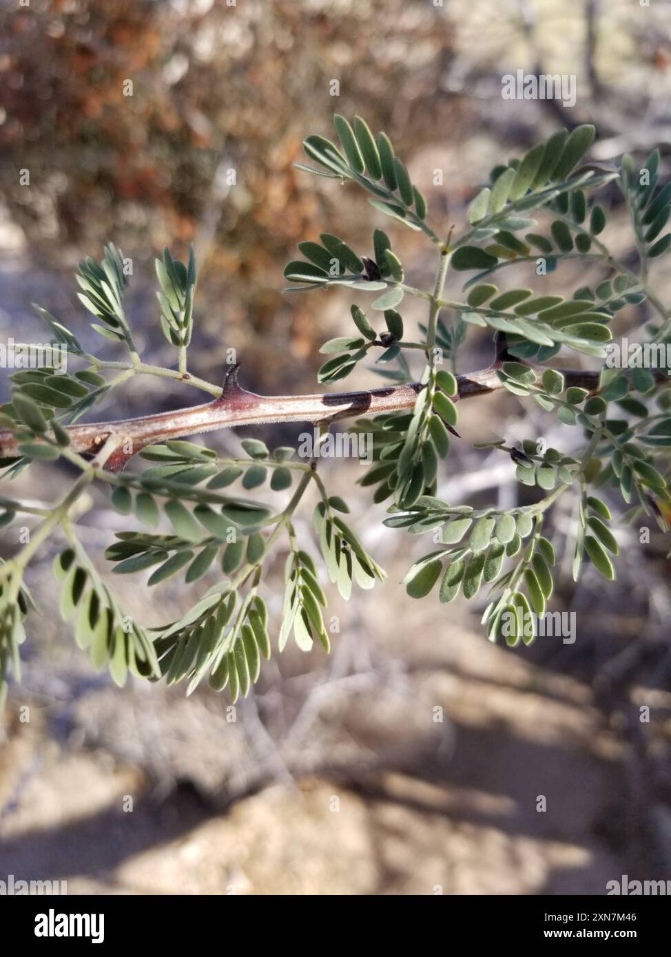 Catclaw Acacia (Senegalia greggii) Plantae Stock Photo - Alamy