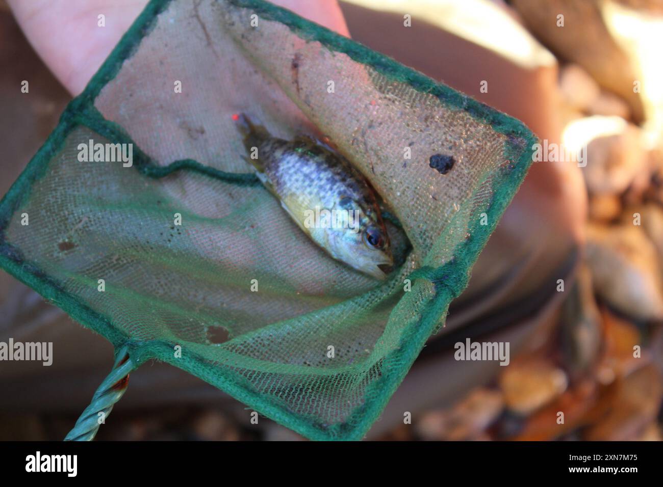 Warmouth (Lepomis gulosus) Actinopterygii Stock Photo - Alamy