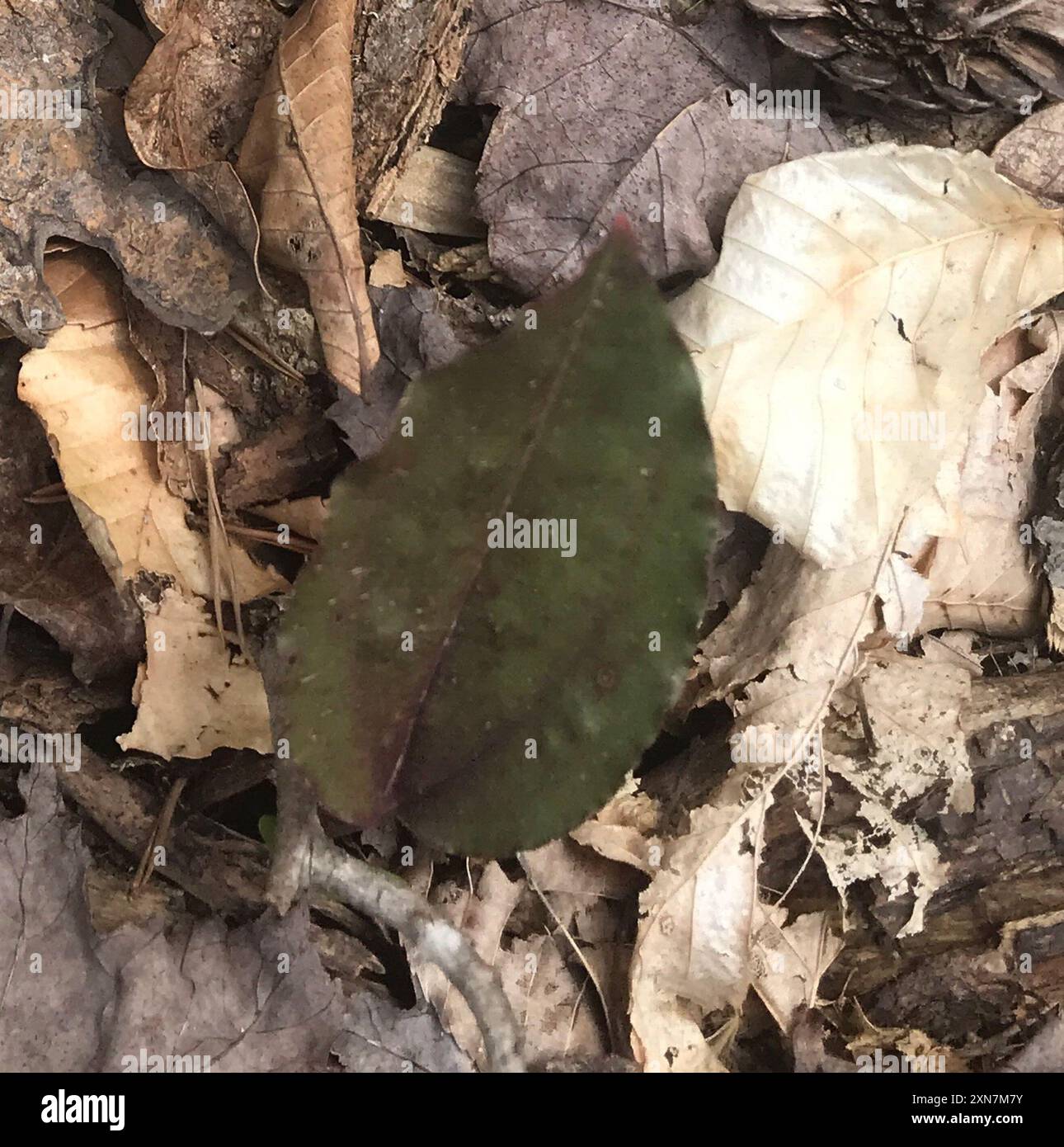crane-fly orchid (Tipularia discolor) Plantae Stock Photo - Alamy