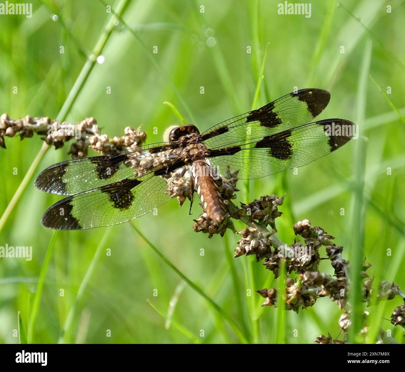 Common Whitetail (Plathemis lydia) Insecta Stock Photo - Alamy