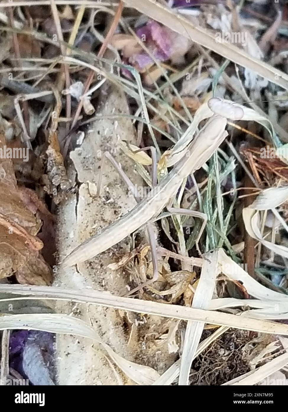 Mediterranean Mantis (Iris oratoria) Insecta Stock Photo - Alamy
